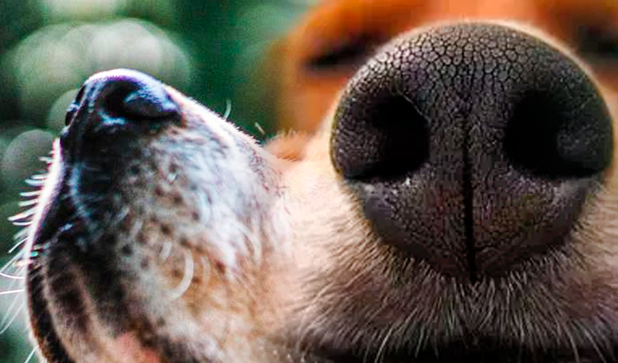 Los Perros Se Enferman Cuando Tienen La Nariz Mojada