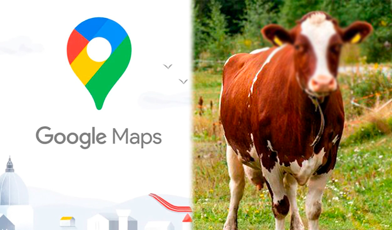 Why Does Google Maps Censor The Faces Of Cows American Journal