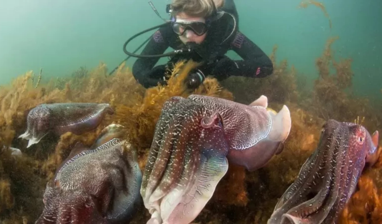 Apareamiento De La Sepia Extravagante Sepia Gigante | Wiki Batalla Por
