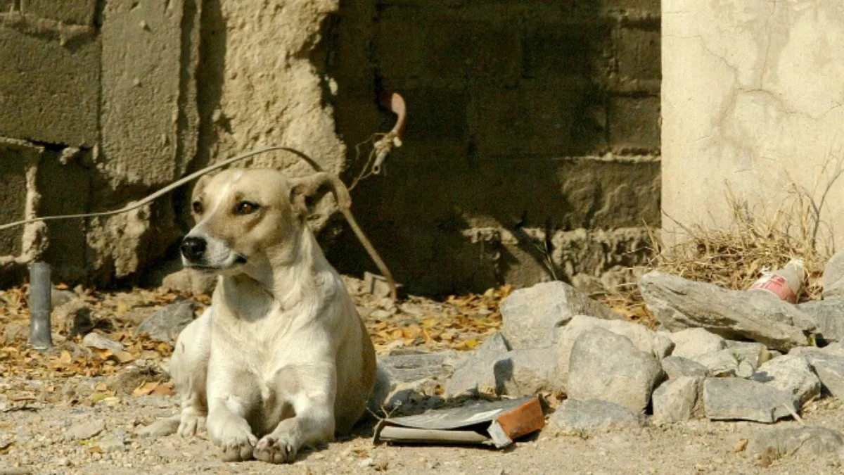 Son Perros Haram Para Tener En Casa