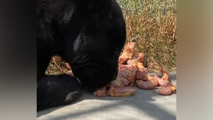 Pantera Negra Atacando A Su Presa Shere Khan Wikipedia, La