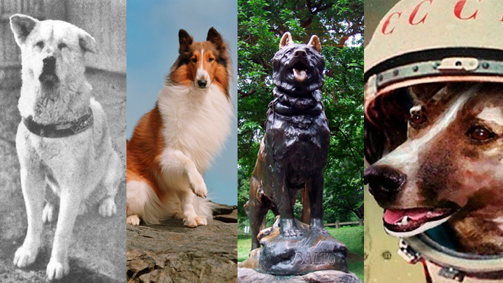 Perros Reales Famosos Razas De Perros: Nombres, Fotos Y