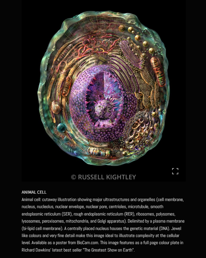 Celula Humana Real 26.269 Célula Humana Stock Photos, High Res