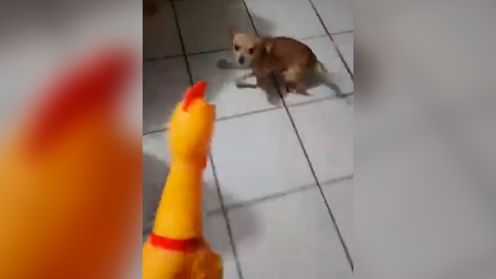 Perro Rabioso Vachon Youtube