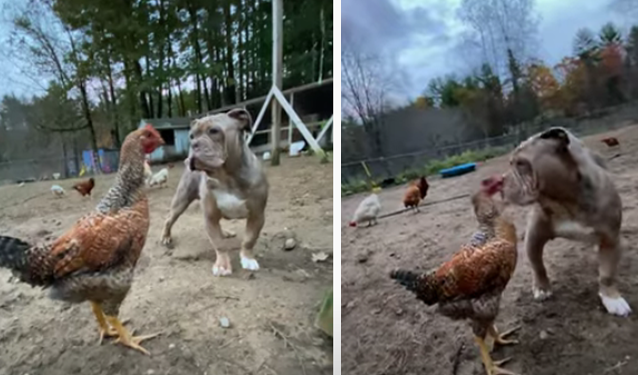 Cual Es El Mejor Perro Para Cuidar Gallinas
