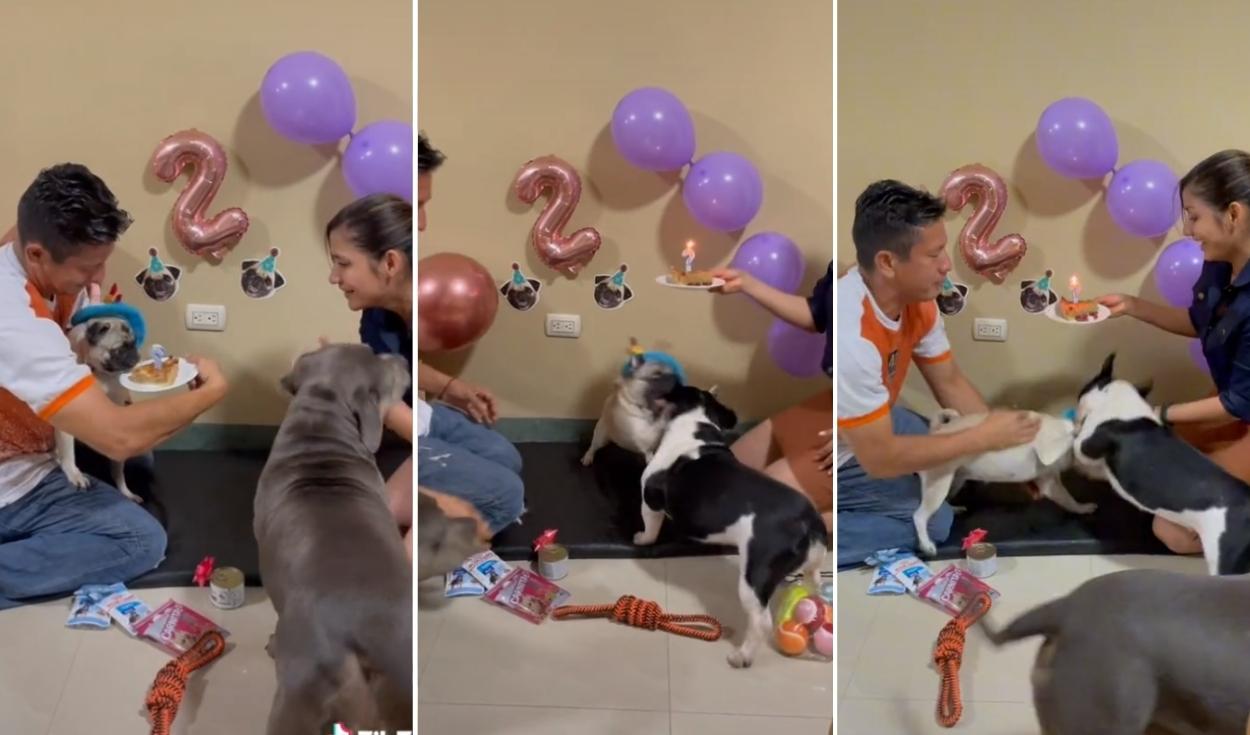 Cachorros Festejando Imágenes De Cumpleaños Perro Libres De Derechos