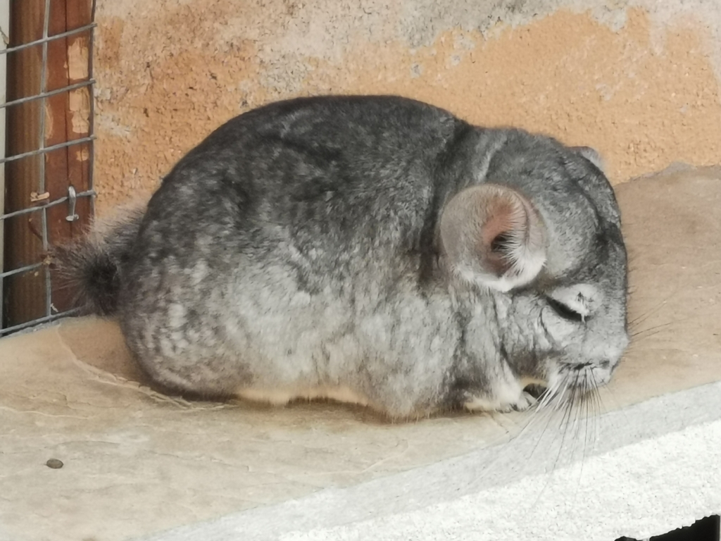 Por Qué Las Chinchillas Están En Peligro De Extinción