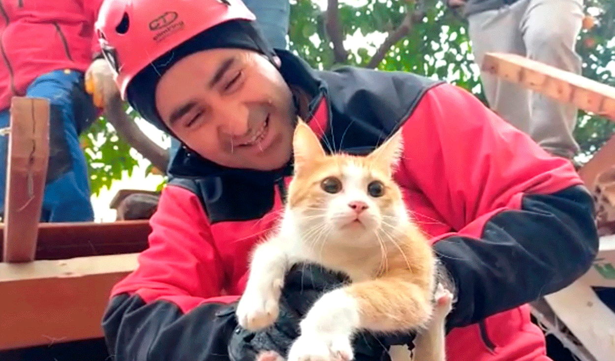 Cat is rescued under the rubble after the strong earthquake in Turkey ...