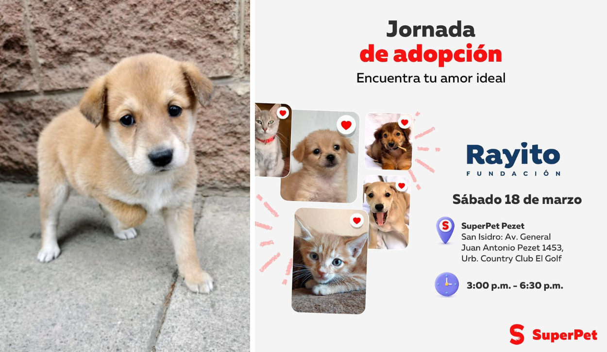 Adopción De Cachorros Perro Catania Italia Mapa