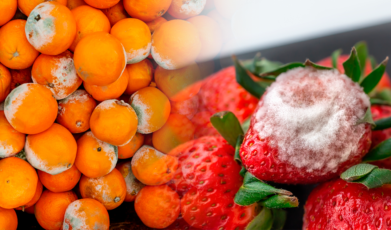 Moho En Frutas En Crecimiento Un Primer Plano De Peras Que Muestra El