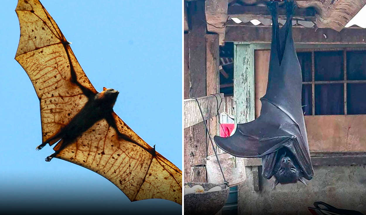 Videos De Gutsy El Zorro Volador