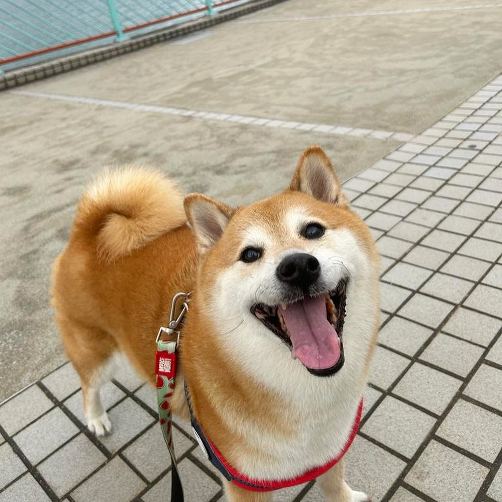 Perrito Del Meme ‘cheems Se Encuentra Grave Informa Su Dueño Lo Prometo No Lo Dejaré Sufrir