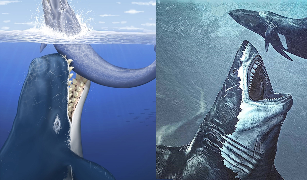 Comparación Del Tamaño De La Ballena Azul Con El Megalodón