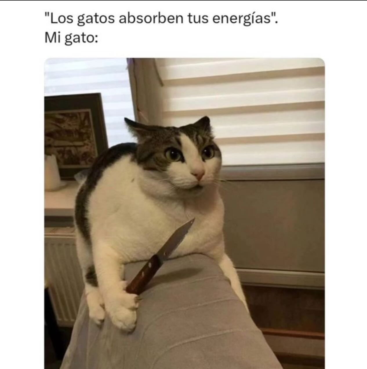 Los Mejores Memes De Gatos De 2024 Memes De Gatos Deportistas Los