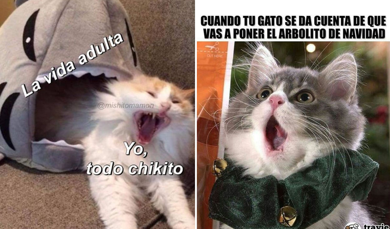 Los Mejores Memes De Animales De Todos Los Tiempos Viernes De