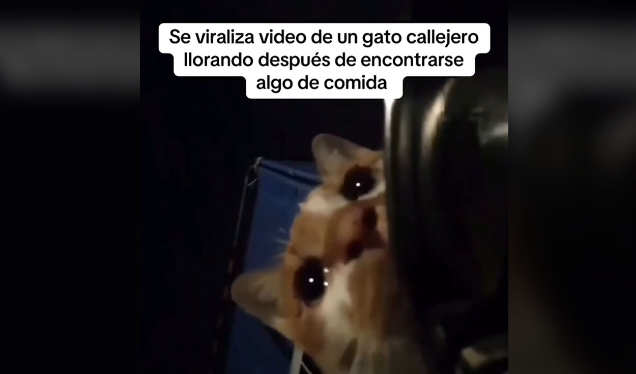 Gato Llora Por Que Rompio La Dieta Meme Gato Gatitos Divertidos Gatos