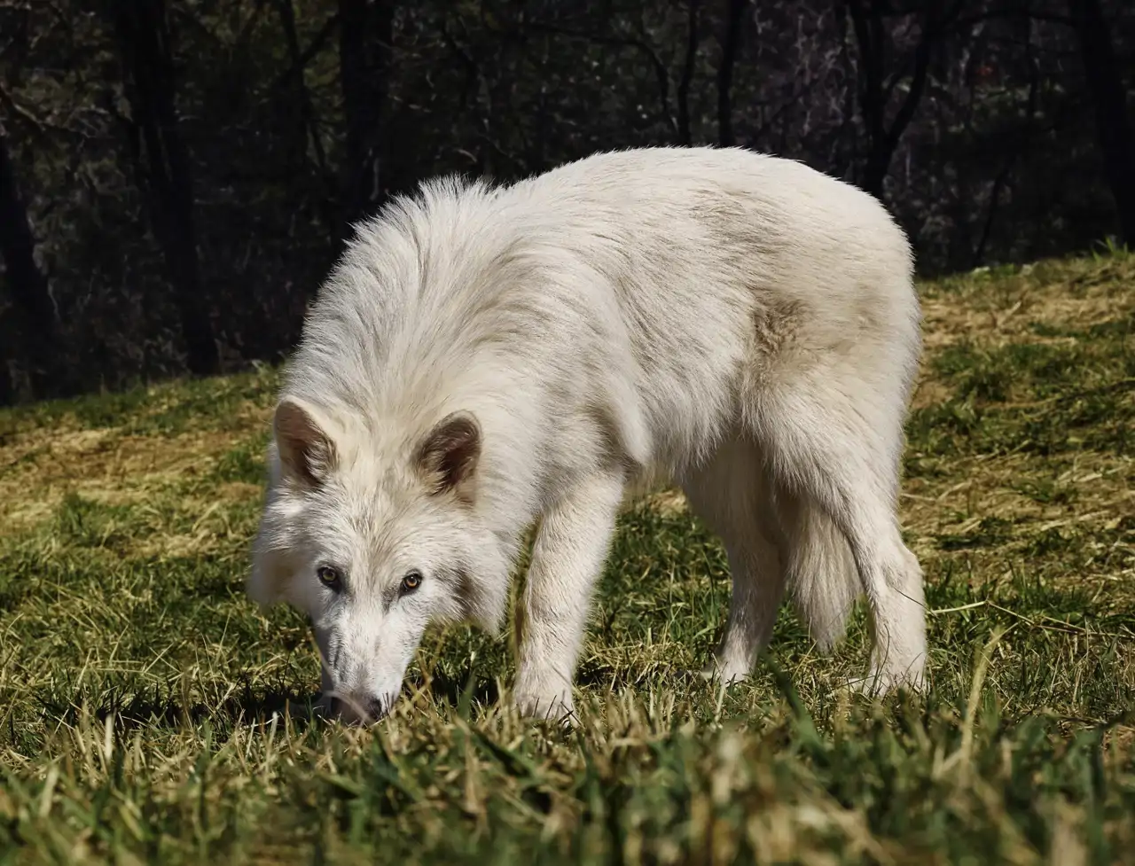 Lobos Azules Y Altos